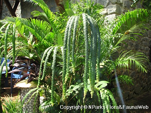 NParks | Phyllodium longipes