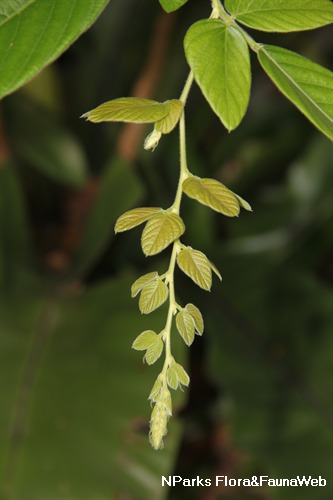 NParks | Phyllodium longipes