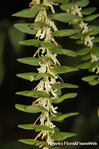 NParks | Phyllodium longipes