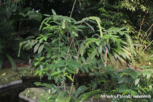 NParks | Phyllodium longipes