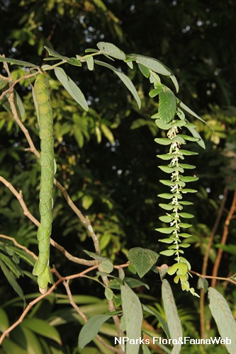 NParks | Phyllodium longipes