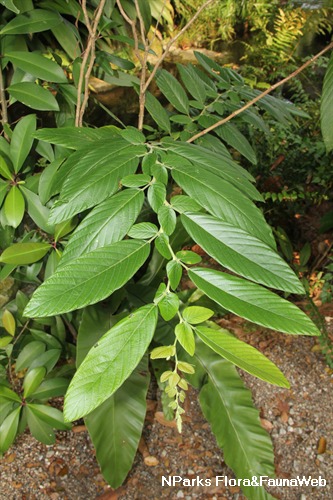 NParks | Phyllodium longipes