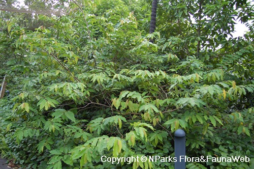 NParks | Desmos chinensis