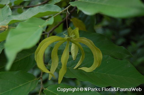 NParks | Desmos chinensis