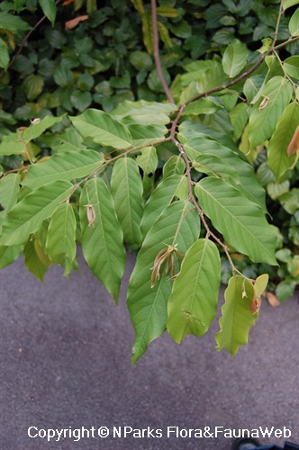 NParks | Desmos chinensis