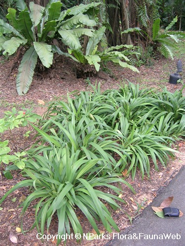 NParks | Dianella caerulea