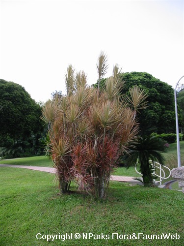 NParks | Dracaena reflexa var angustifolia'Tricolor'