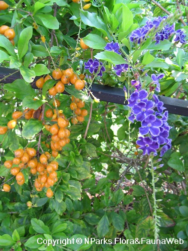 NParks | Duranta 'Dwarf White'