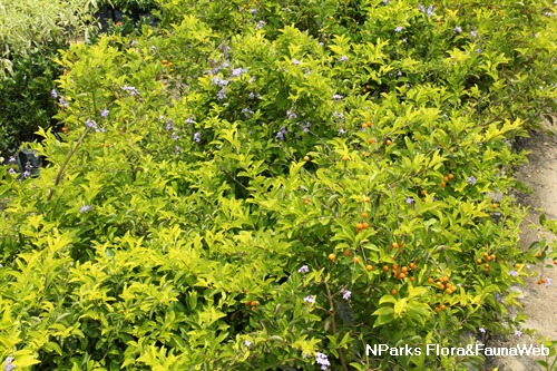 NParks | Duranta erecta 'Sheena's Gold
