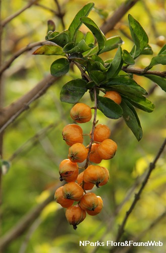 NParks | Duranta erecta