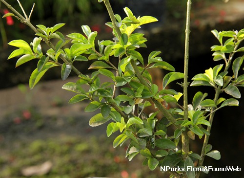 NParks | Duranta erecta