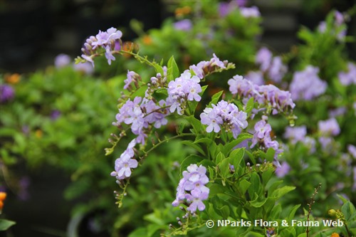 NParks | Duranta 'Dwarf White'