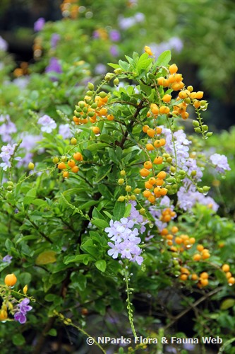 NParks | Duranta erecta
