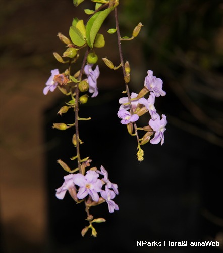 NParks | Duranta erecta