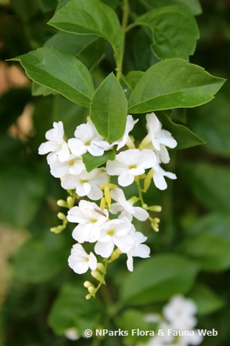 NParks | Duranta erecta 'Alba'