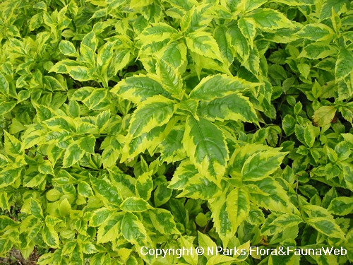 NParks | Duranta erecta 'Gold Edge'