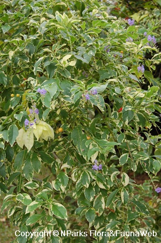 NParks | Duranta erecta 'Variegata'