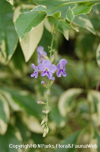 NParks | Duranta 'Dwarf White'