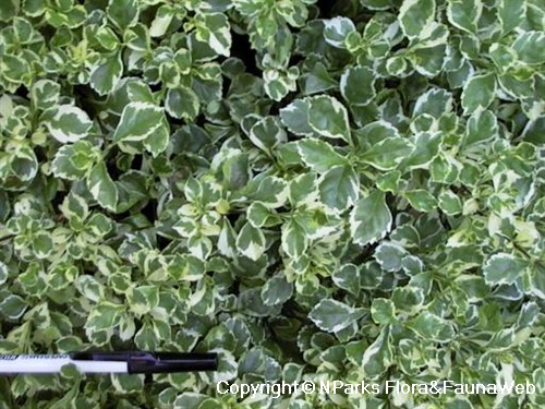 NParks | Duranta 'Variegated Dwarf'