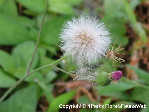 NParks | Emilia sonchifolia