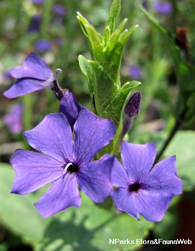 NParks | Eranthemum wattii