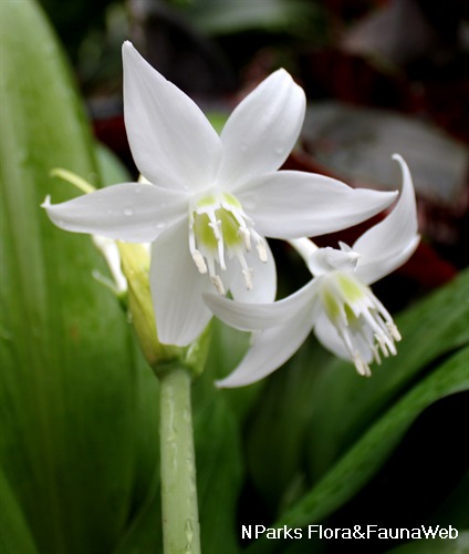 NParks | Urceolina × grandiflora