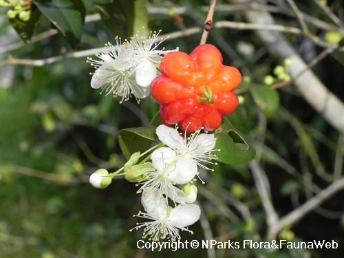NParks | Eugenia uniflora