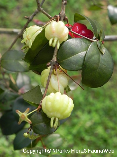 NParks | Eugenia uniflora