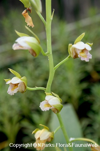 NParks | Eulophia nuda