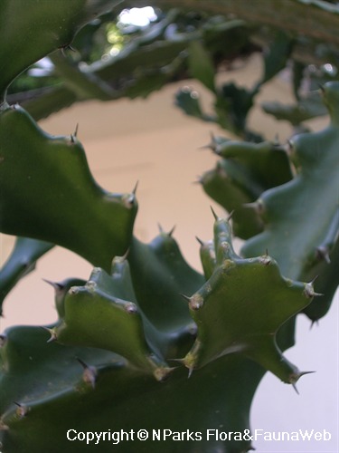 NParks | Euphorbia antiquorum