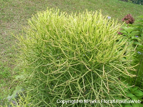 NParks | Euphorbia tirucalli