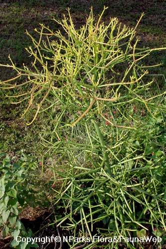 NParks | Euphorbia tirucalli