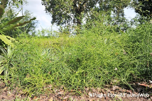 NParks | Euphorbia tirucalli