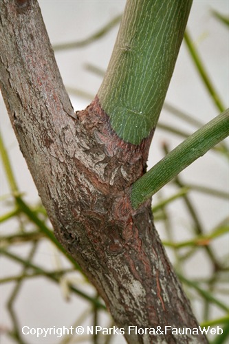 NParks | Euphorbia tirucalli