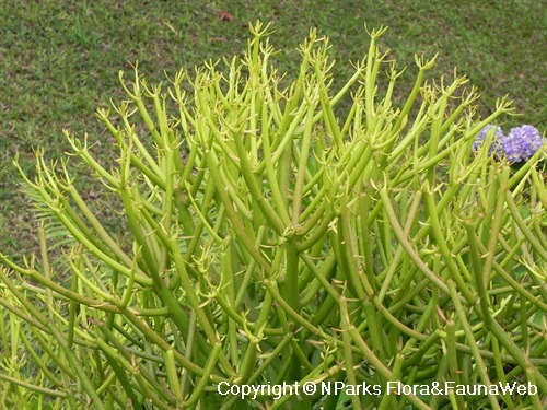 NParks | Euphorbia tirucalli