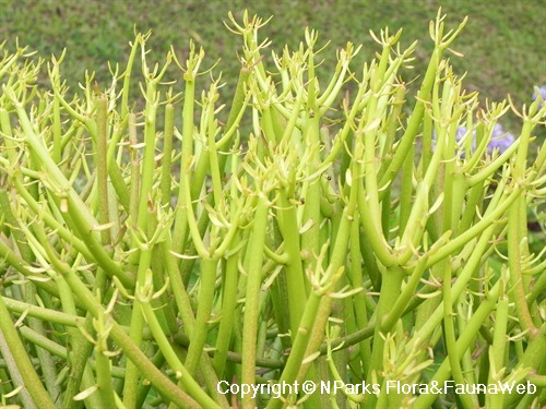 NParks | Euphorbia tirucalli