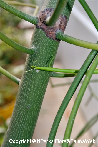 NParks | Euphorbia tirucalli