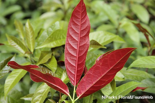 NParks | Excoecaria cochinchinensis