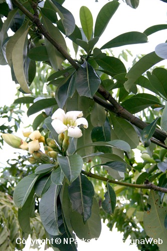 NParks | Fagraea auriculata