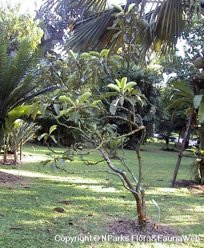 NParks | Fagraea auriculata