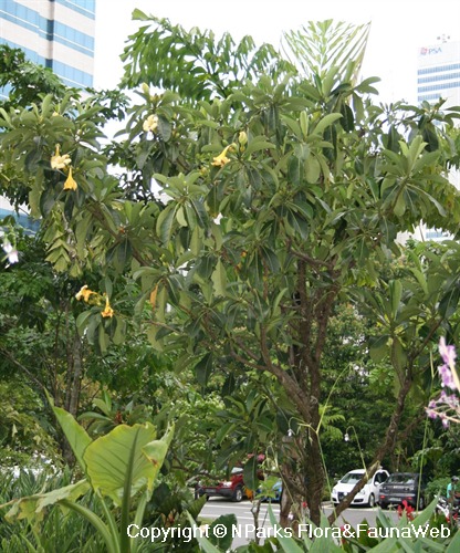 NParks | Fagraea auriculata