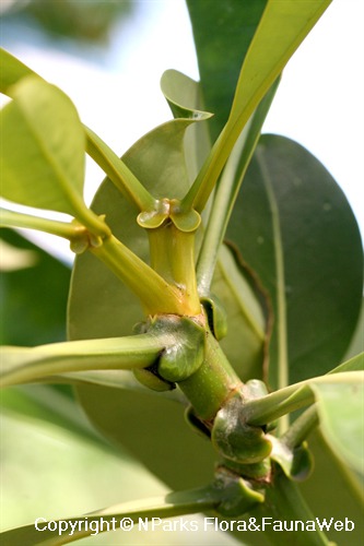 NParks | Fagraea auriculata