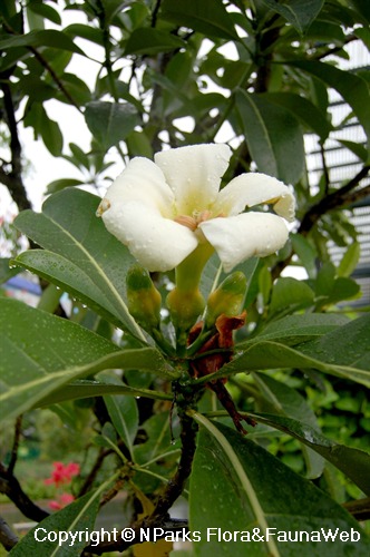 NParks | Fagraea auriculata