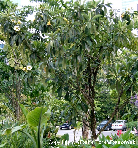 NParks | Fagraea auriculata