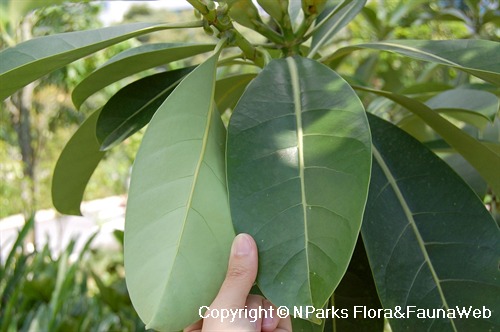NParks | Fagraea auriculata