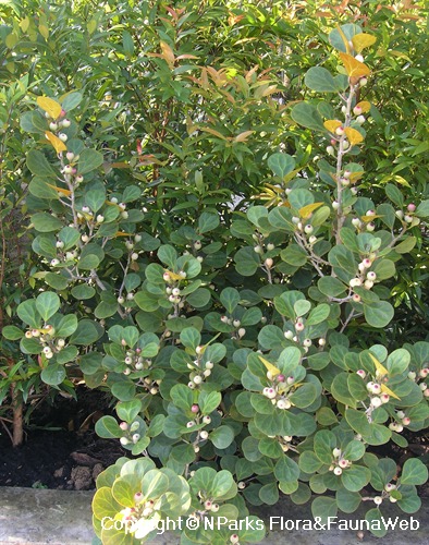 NParks | Ficus deltoidea