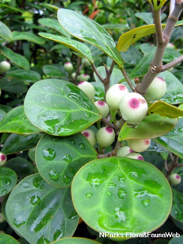NParks | Ficus deltoidea