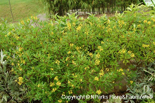 NParks | Galphimia glauca