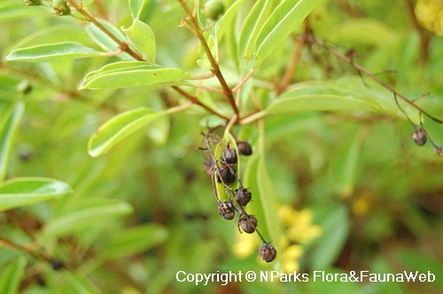 NParks | Galphimia glauca