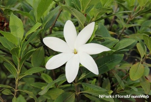 NParks | Gardenia scabrella